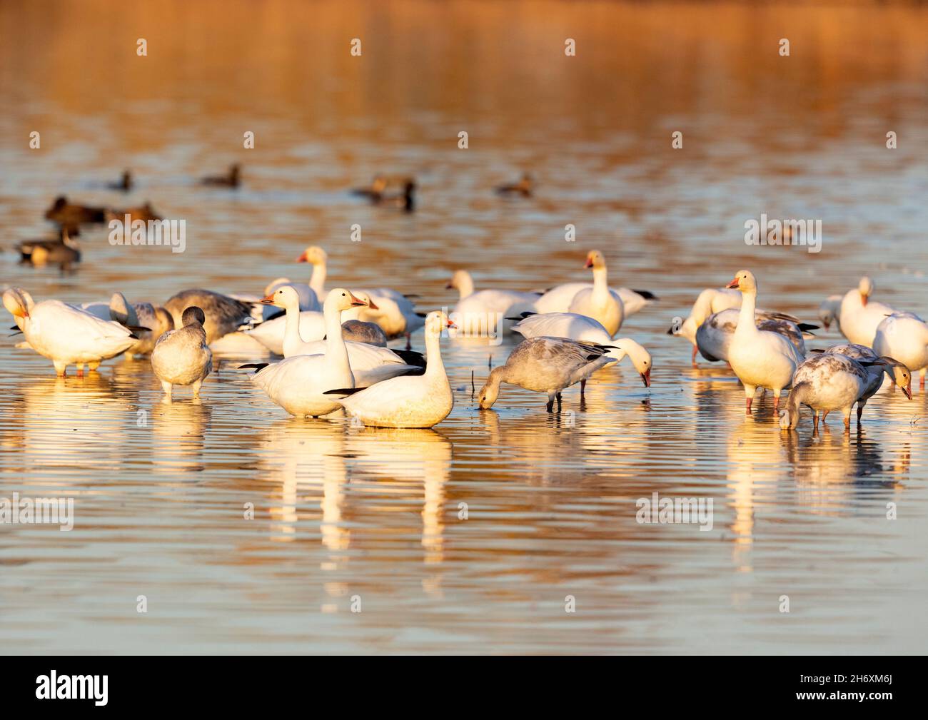 Snow geese in very warm light hi-res stock photography and images - Alamy