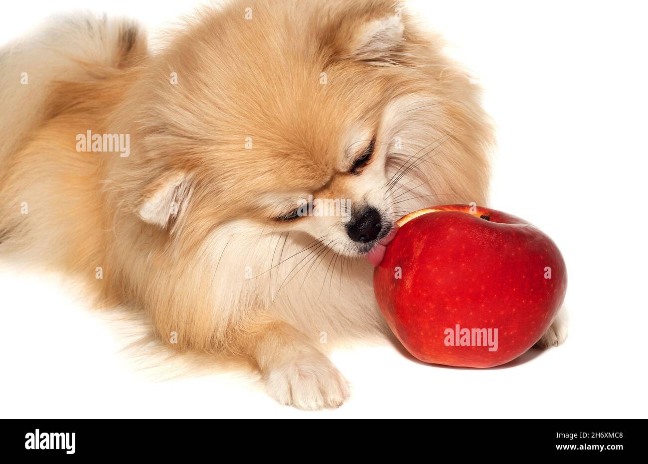 Happy pomeranian spitz eating apple, fruit on a white background close ...