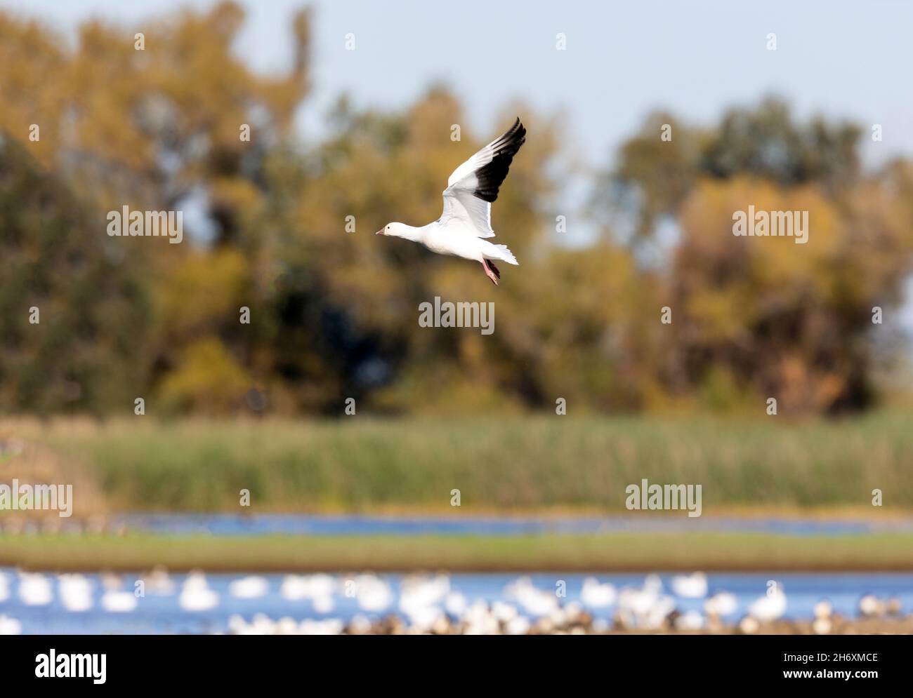 Snow goose anser caerulescens flock hi-res stock photography and images ...