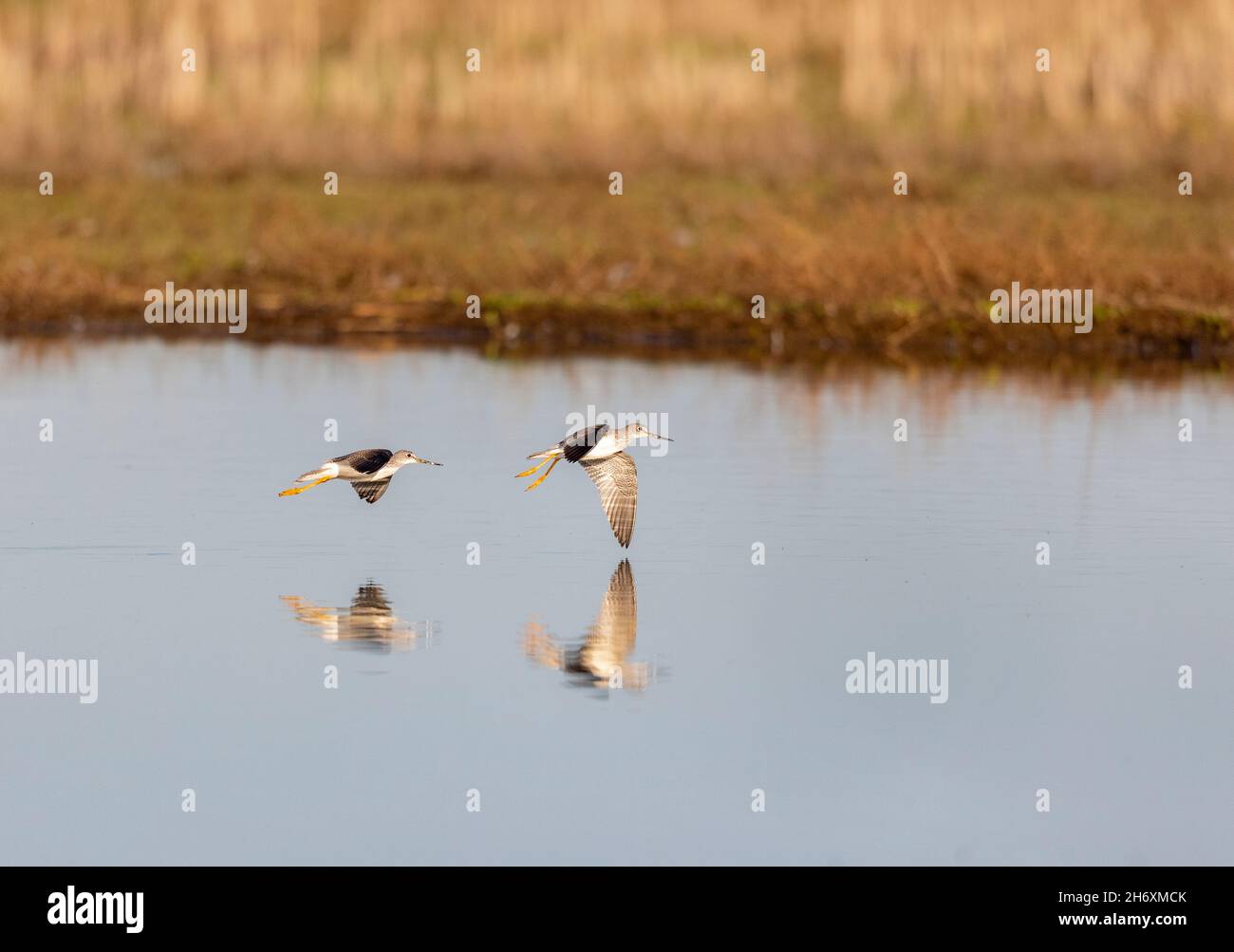 Two greater yellowlegs hi-res stock photography and images - Alamy