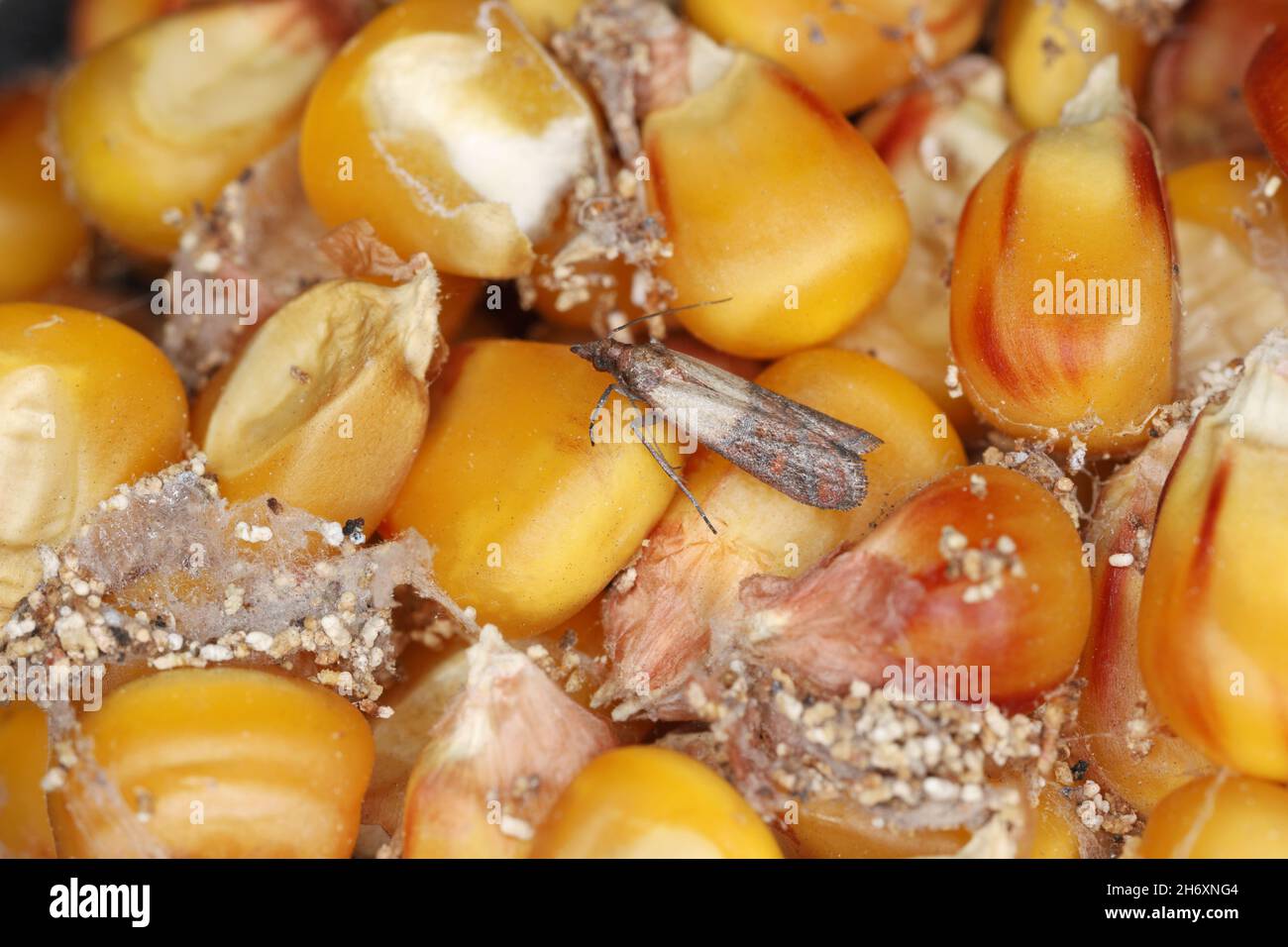 Maize grain damaged by Indian mealmoth Plodia interpunctella. Visible ...