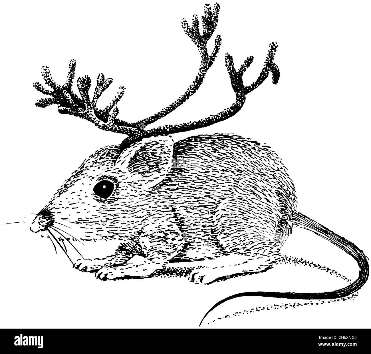 Mouse with reindeer antlers Stock Photo - Alamy