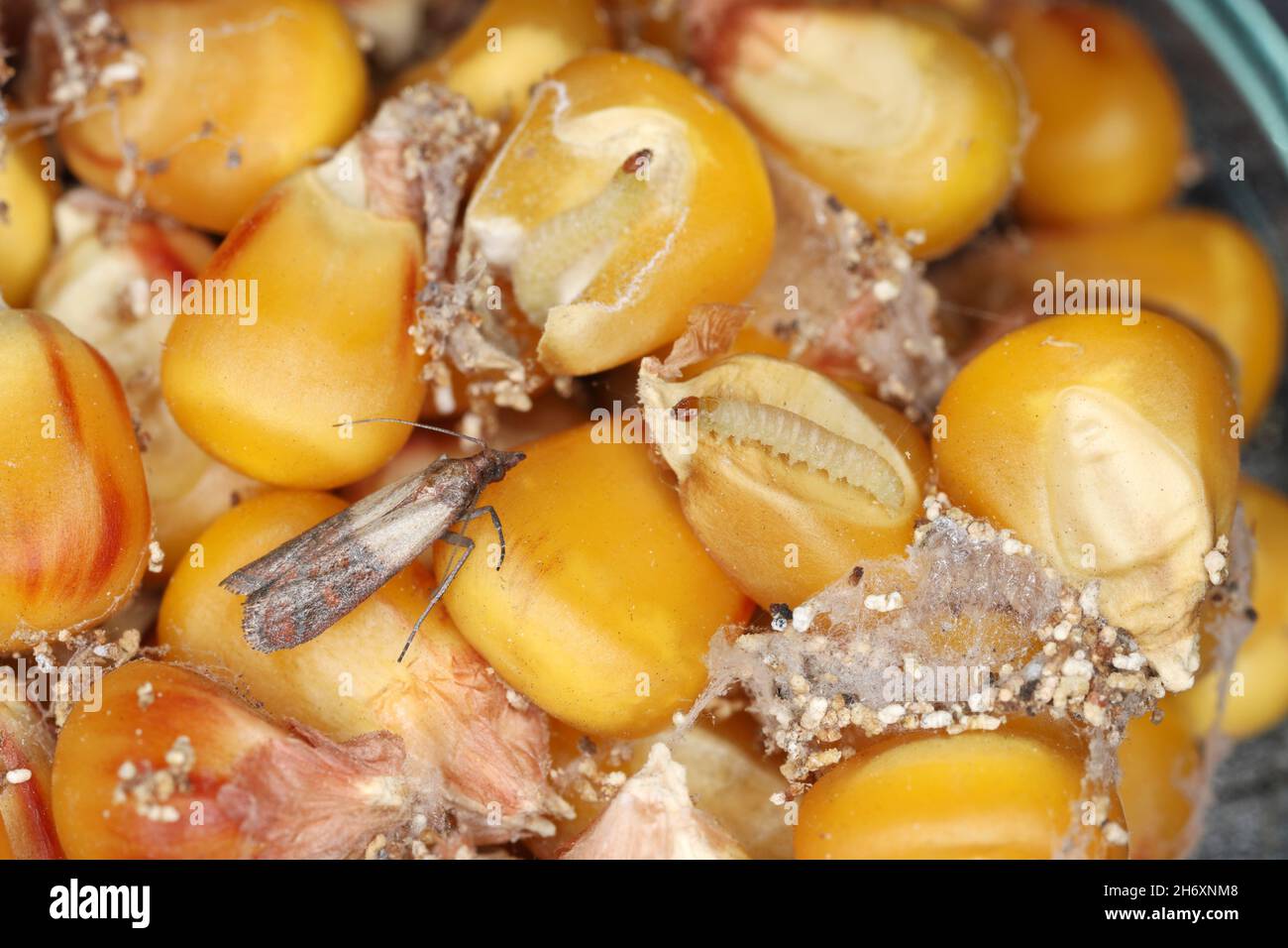 Maize grain damaged by Indian mealmoth Plodia interpunctella. Visible ...
