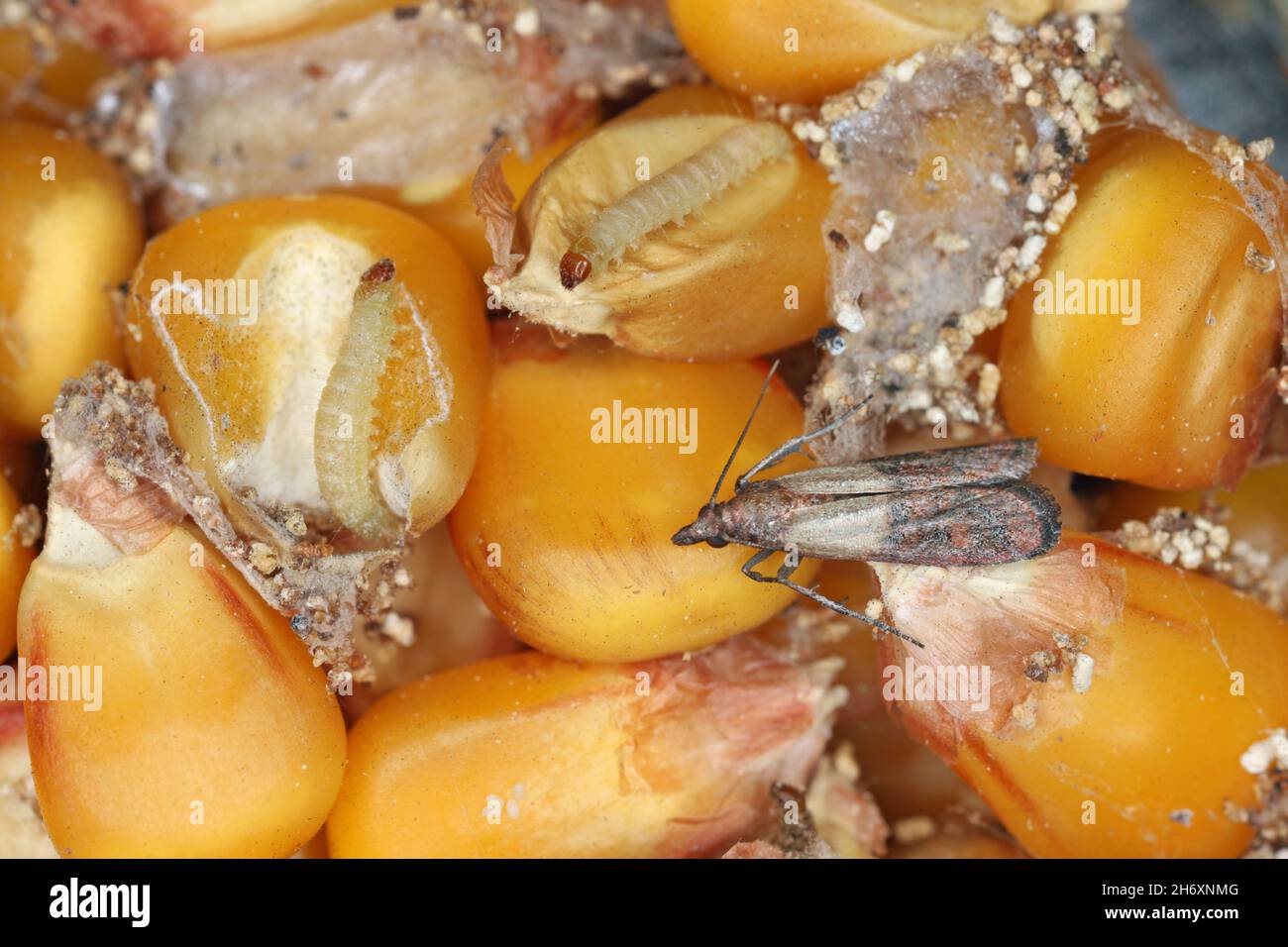 Maize grain damaged by Indian mealmoth Plodia interpunctella. Visible ...