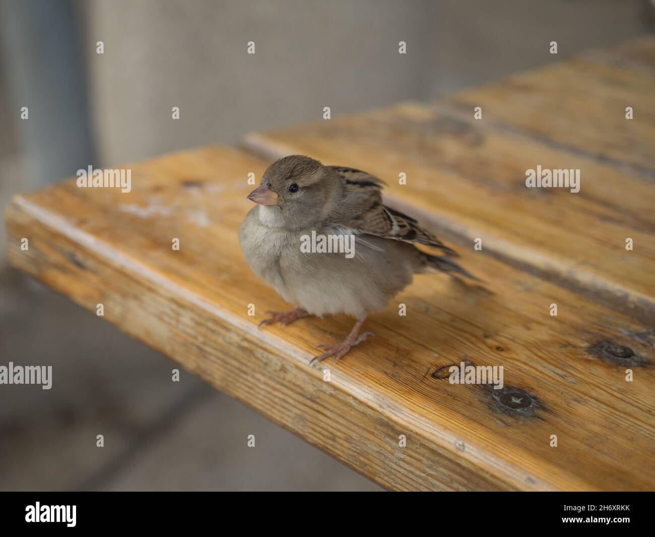 Sparrow on cafe table hi-res stock photography and images - Alamy