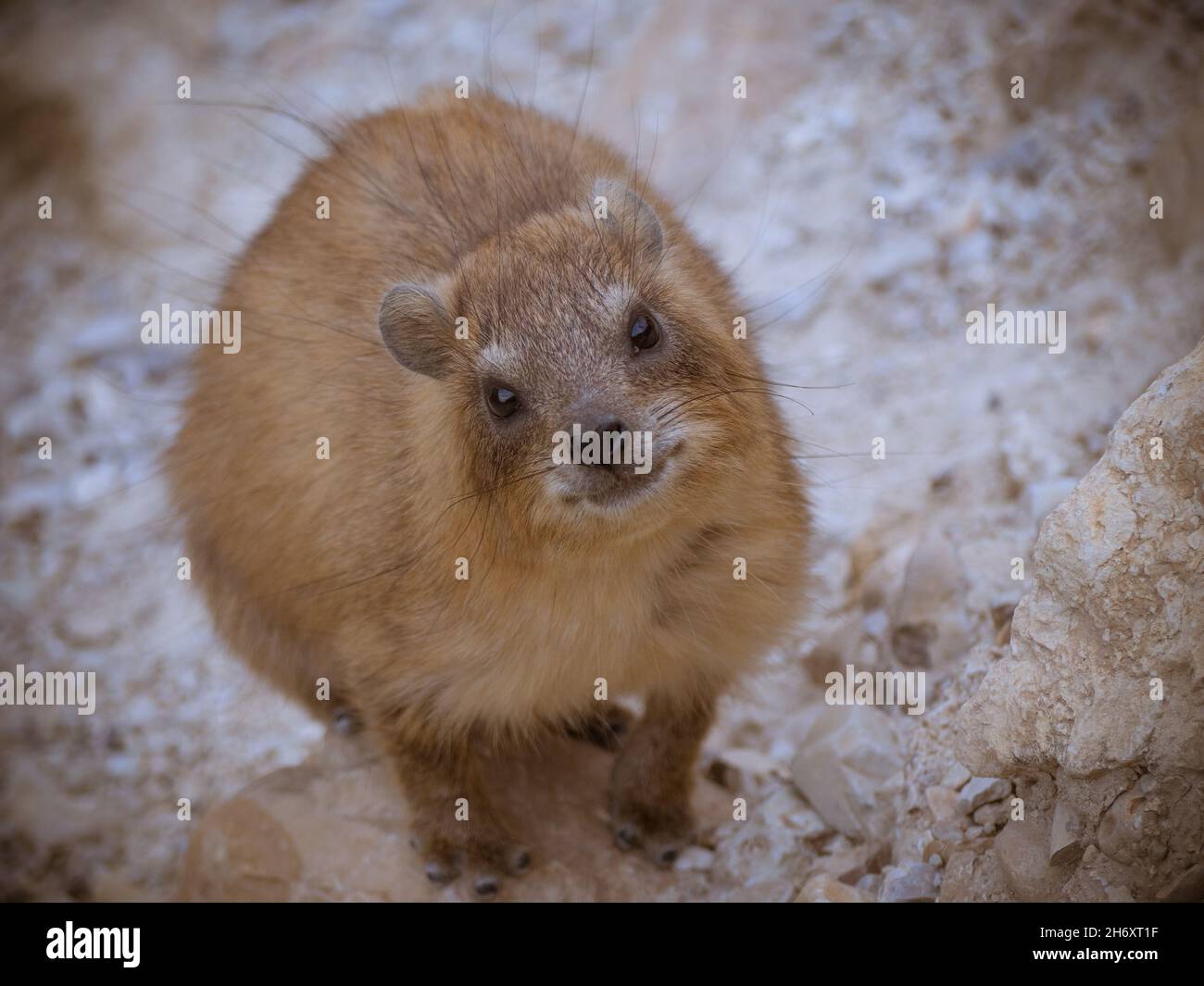 Sapa, Daman in Nesher Israel Stock Photo - Alamy