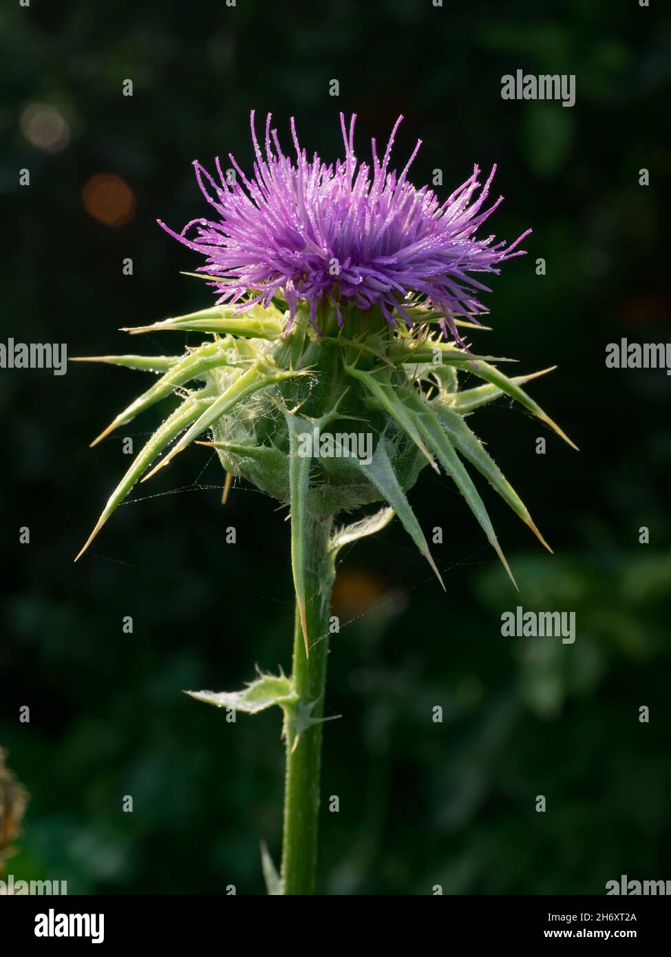 Purple symbol hi-res stock photography and images - Alamy
