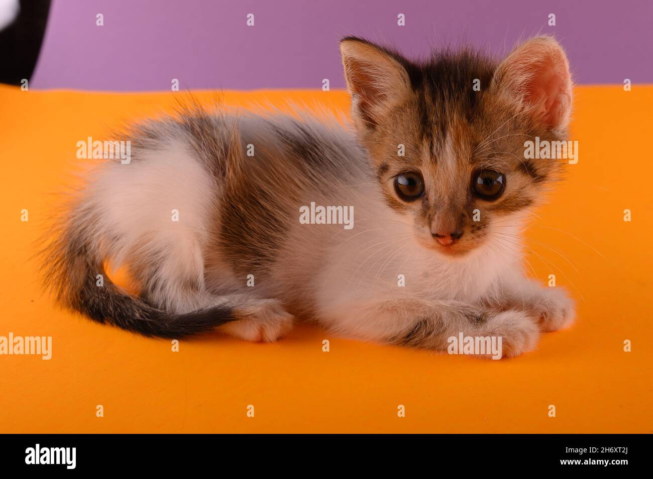 The photo shows a fluffy kitten of three colors. The background is ...