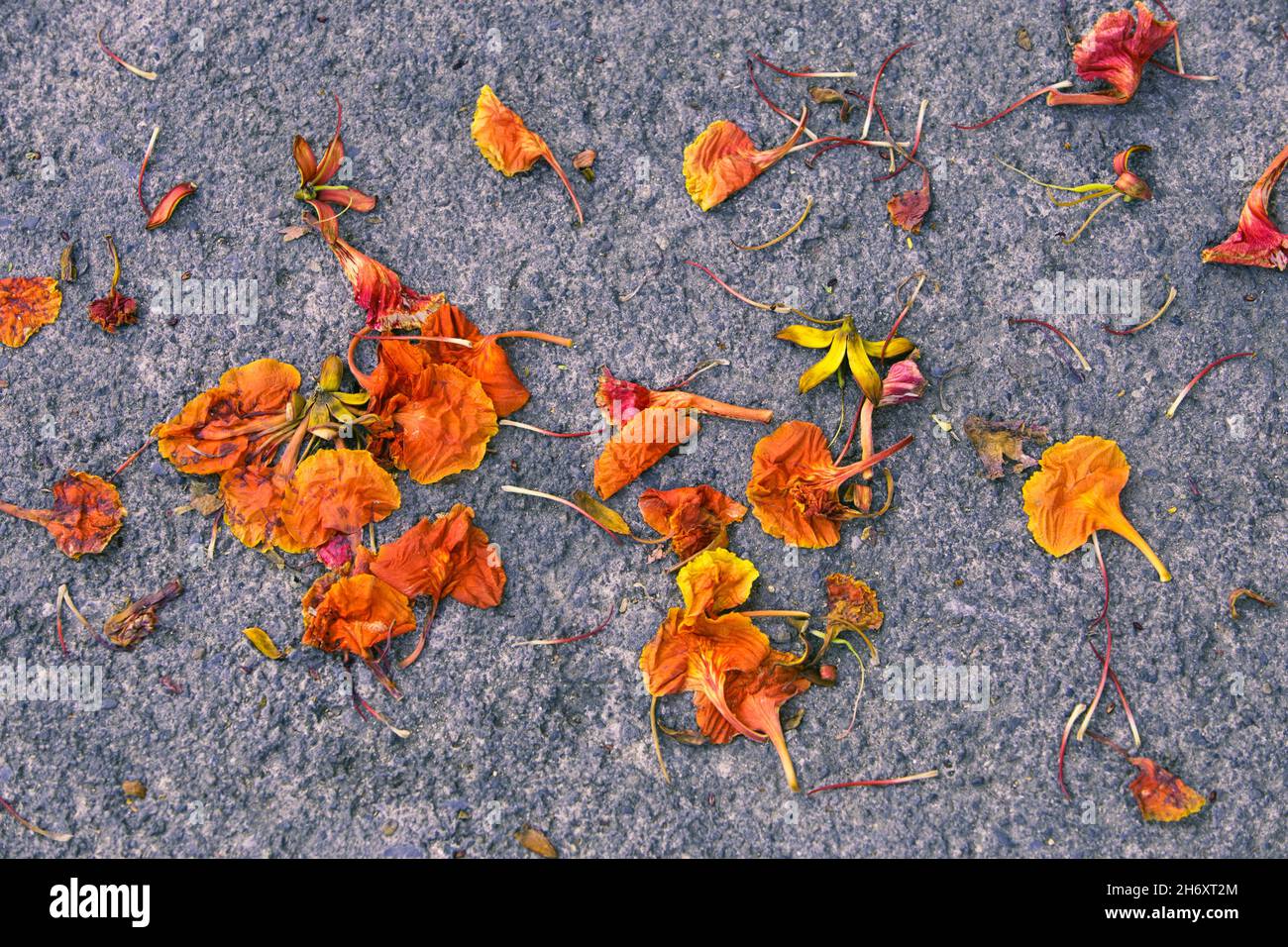 Fallen Flamboyant, The Flame Tree or Royal Poinciana, flowers on the ...
