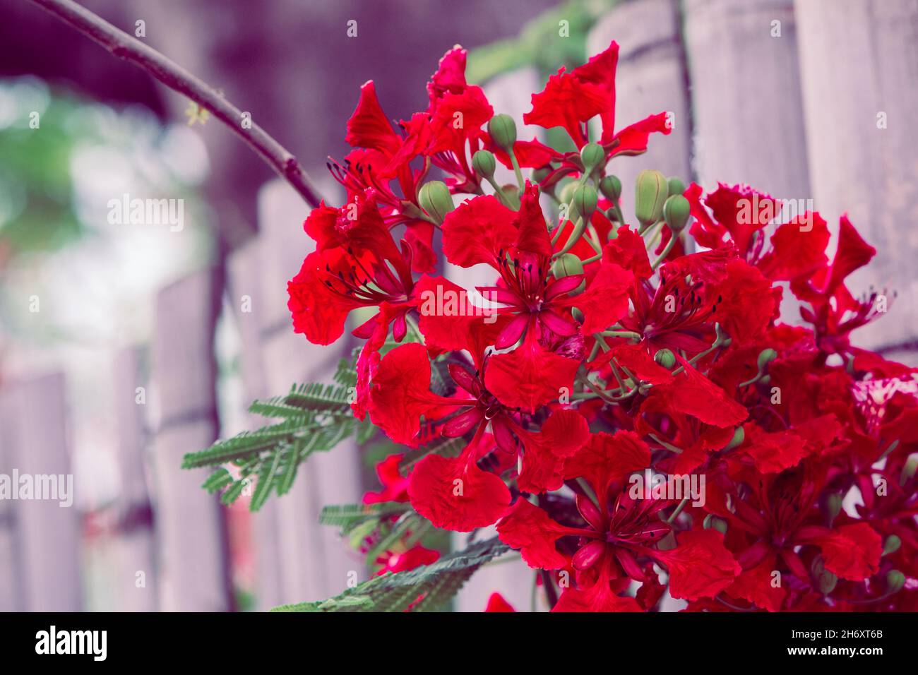 Red flamboyan hi-res stock photography and images - Alamy