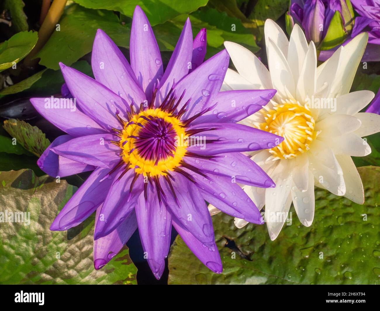 Two lotus, white and blue Stock Photo - Alamy