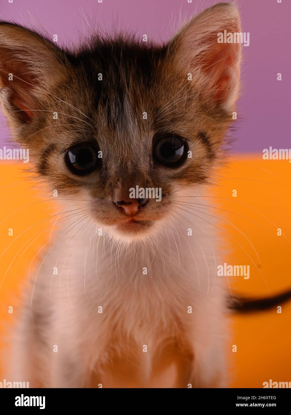 The photo shows a fluffy kitten of three colors. The background is ...