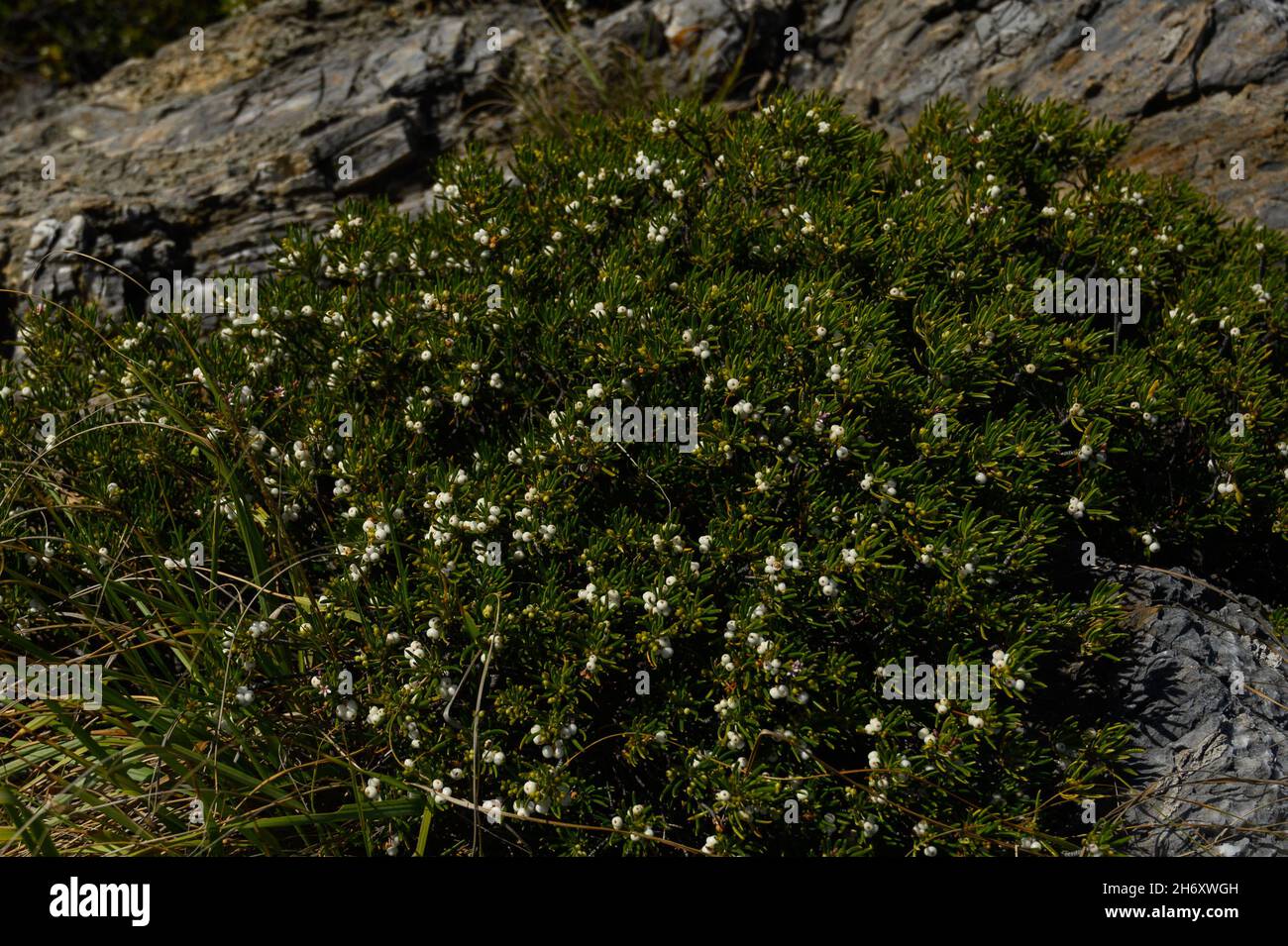 Alpine shrub growing up on stone. Bush with little flowers. Alpine ...