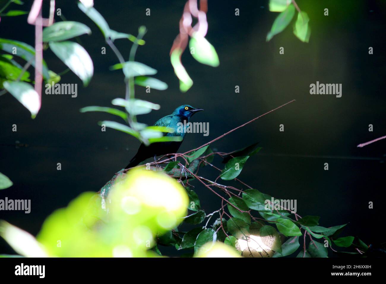 Bird under leaf hi-res stock photography and images - Alamy