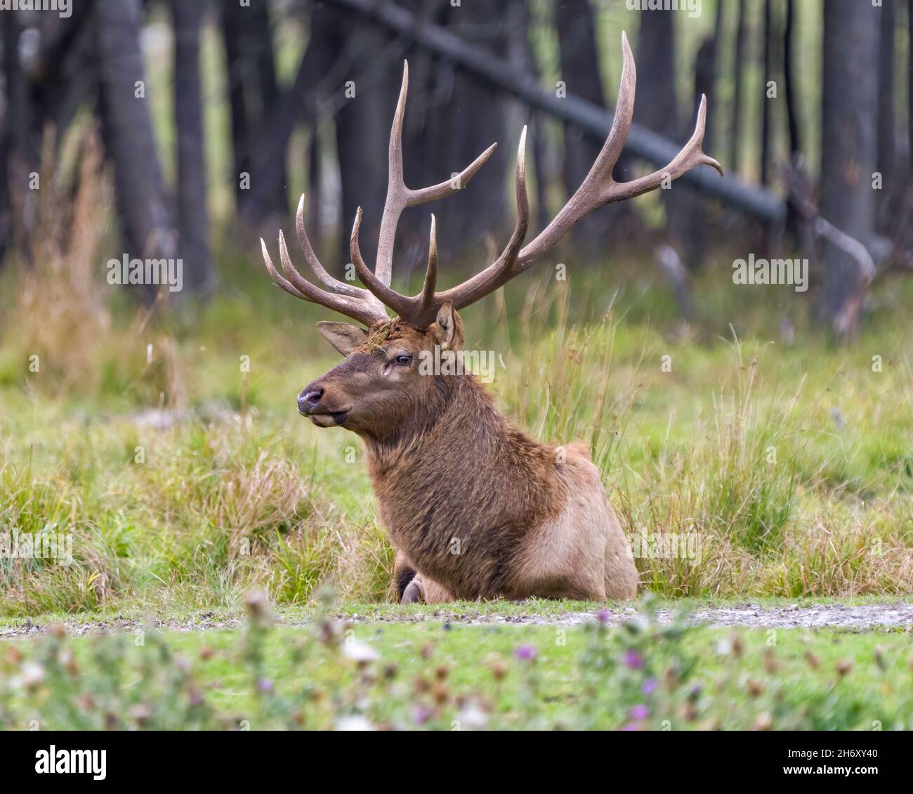 Elk male close-up profile view resting in field with a blur forest ...