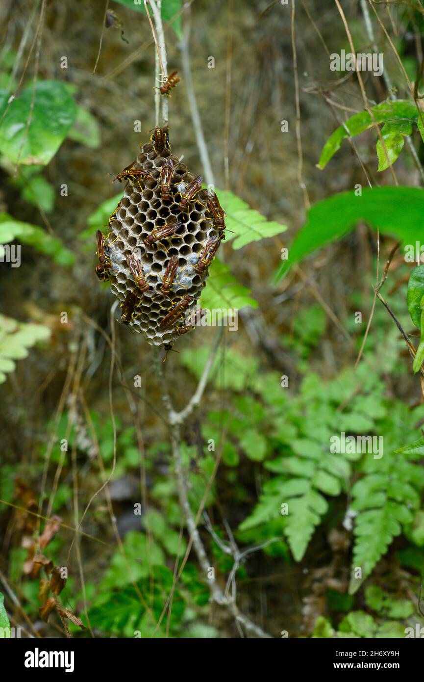 Photo of wild wasps taken in the mountains of the Dominican Republic ...