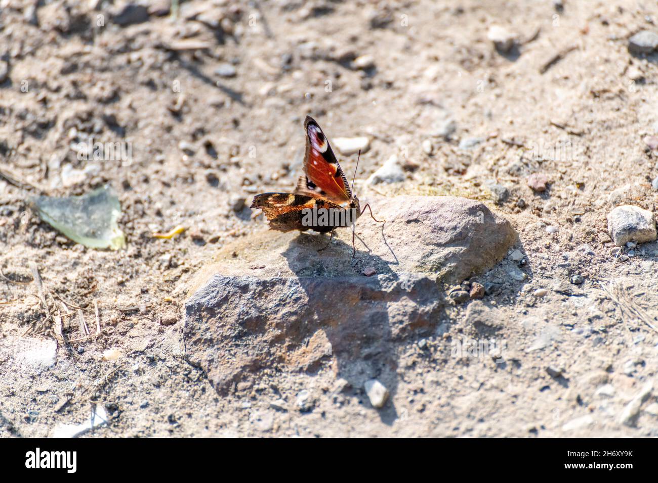 Red butterfly on a stone under the sun and casting a distinct shadow ...