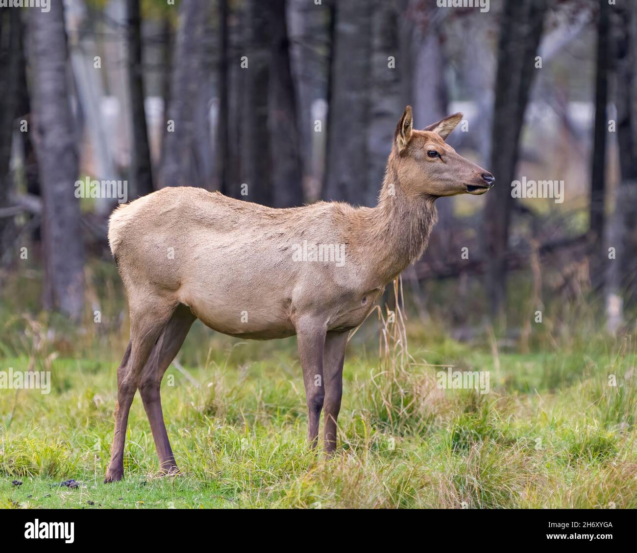 Elk female cow standing on grass with a blur forest background in its ...