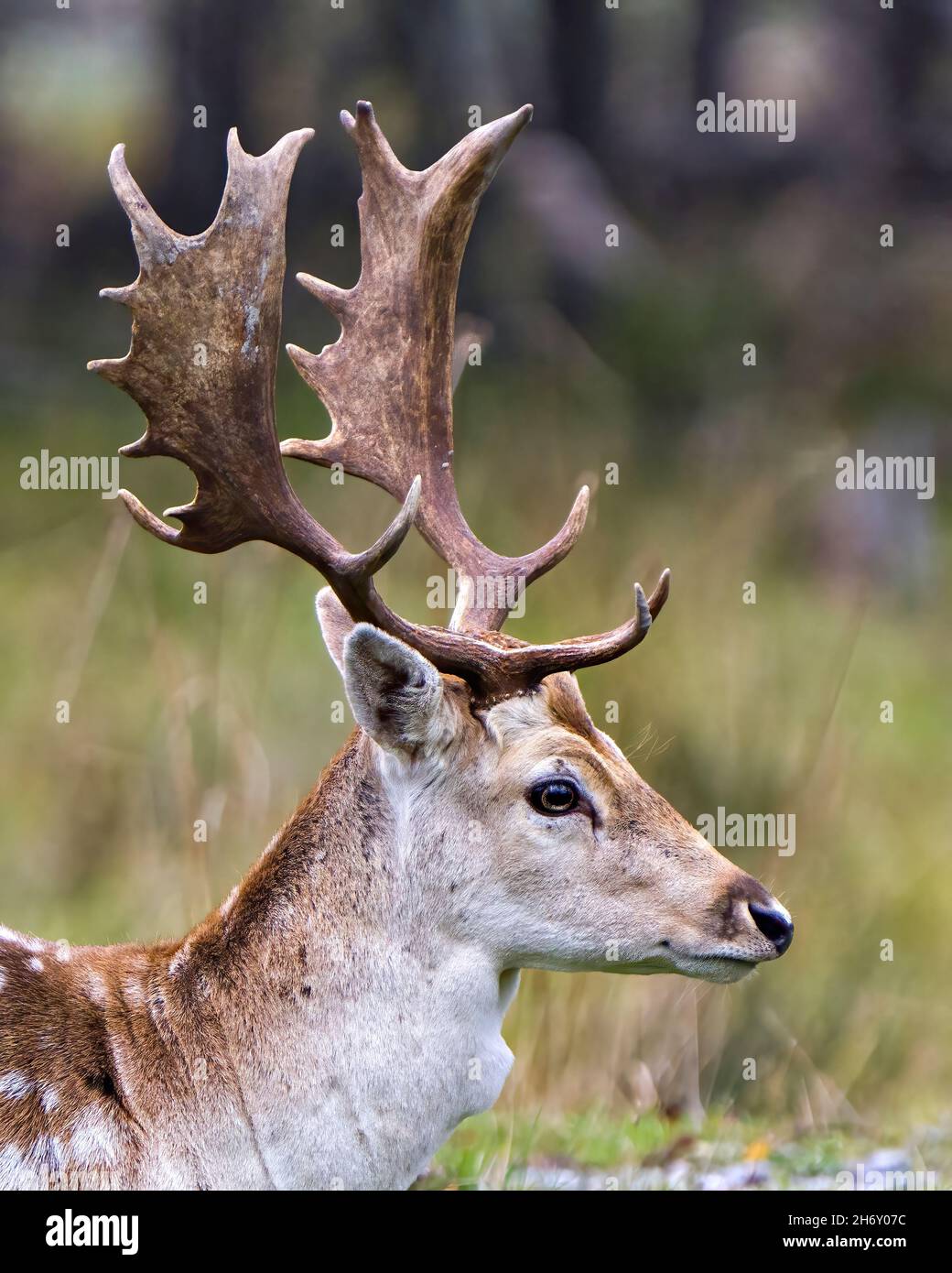 Deer antlers close up hi-res stock photography and images - Alamy