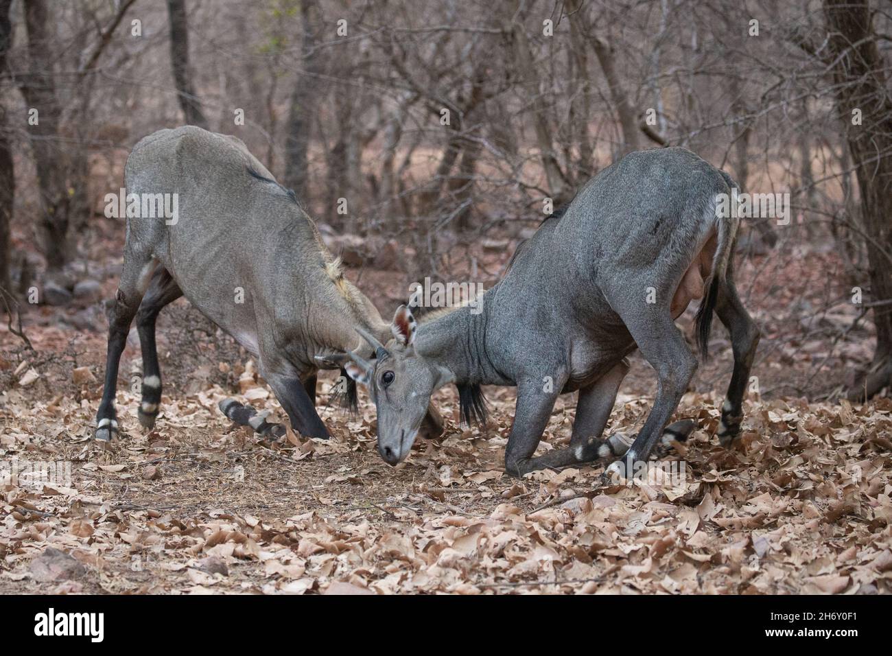 Beautiful and biggest asian antelope nilgai male fighting in the nature ...