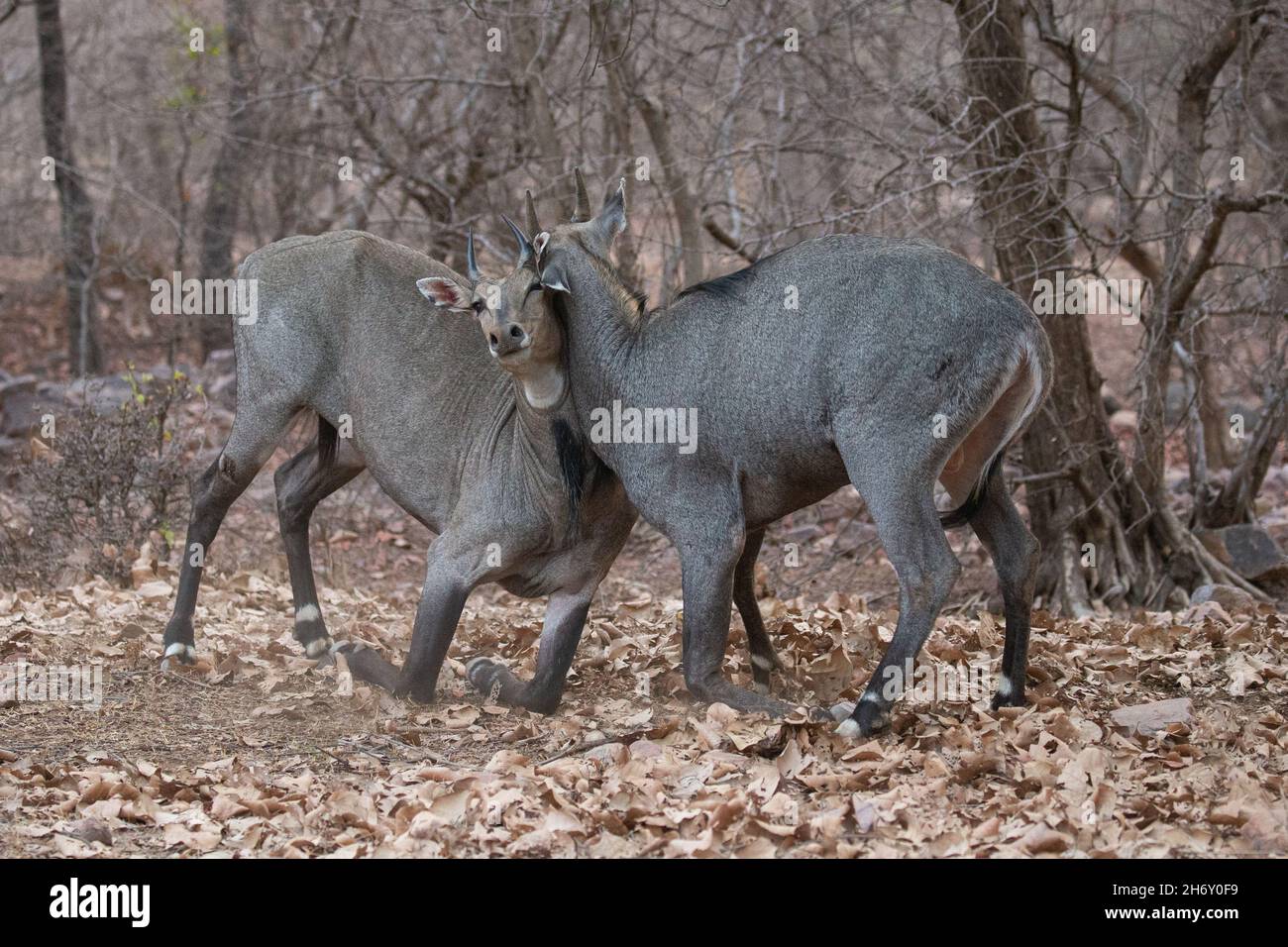 Beautiful and biggest asian antelope nilgai male fighting in the nature ...