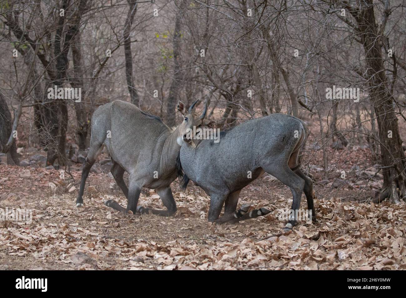 Beautiful and biggest asian antelope nilgai male fighting in the nature ...