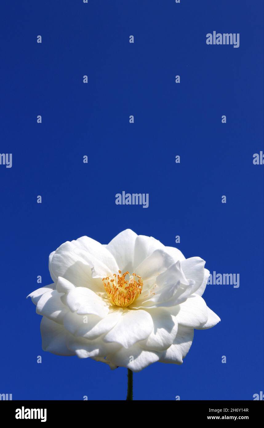 White rose with sky hi-res stock photography and images - Alamy
