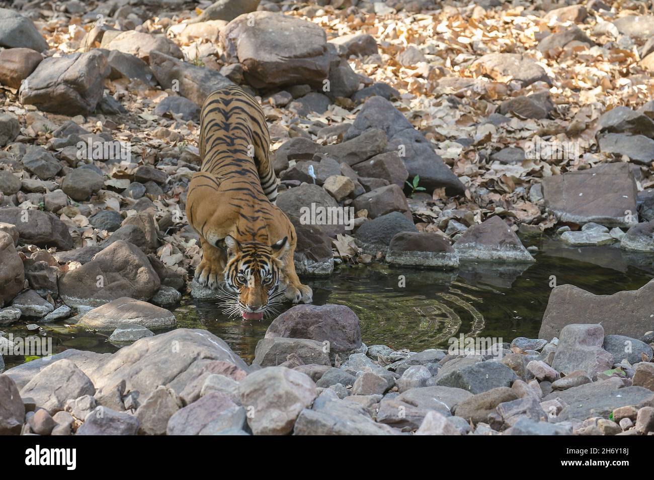 Tiger in the nature habitat. Tiger male walking head on composition ...