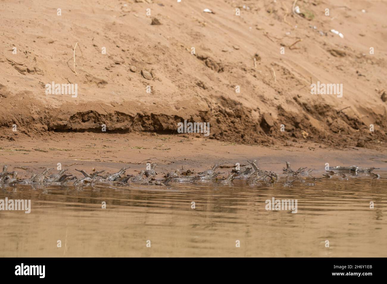 Indian gavial in the nature habitat, chambal river sanctuary, Gavialis ...