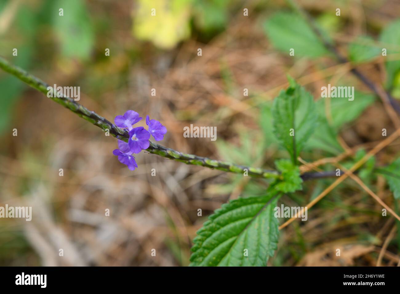 The photo shows a small blue flower growing on the beach of the ...
