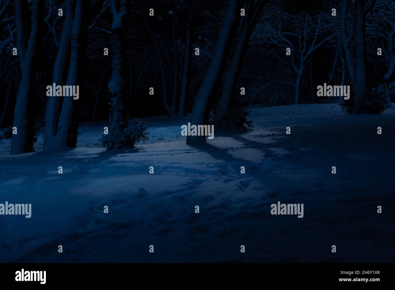 Dark forest. Dark forest scene at winter. Snowy forest ground at night ...