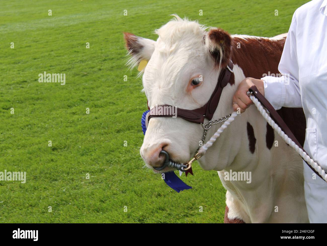 A Champion Winning Large Farm Bull Animal Stock Photo - Alamy