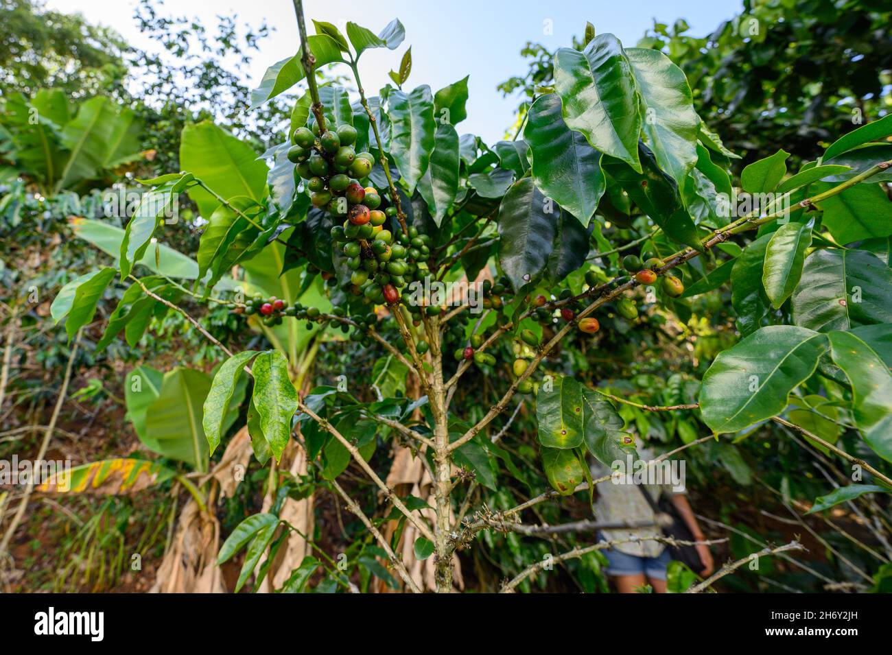 Wide-angle photo of coffee tree with beans. Coffee plant with fruits on ...