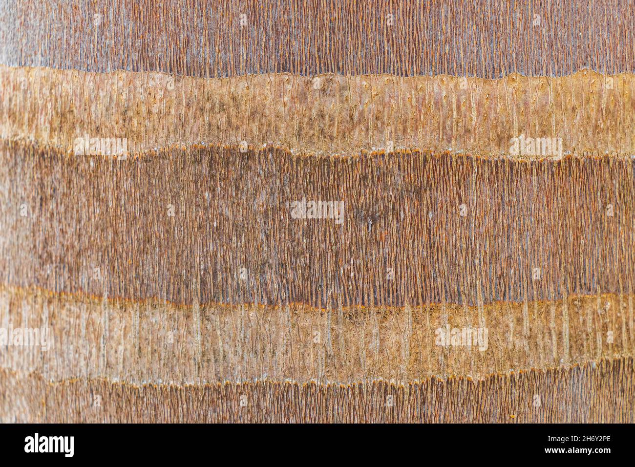 Texture bark and pattern of a palm tree with brown background in Playa ...