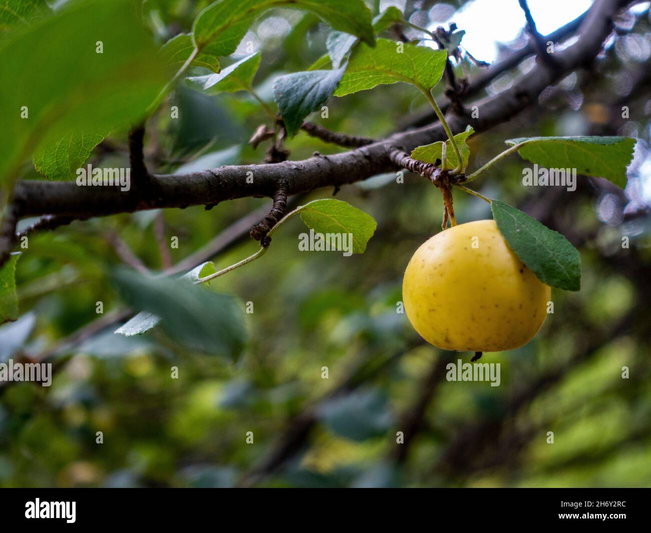 Parco La Sponga, Canistro, Abruzzo, Italia Stock Photo - Alamy