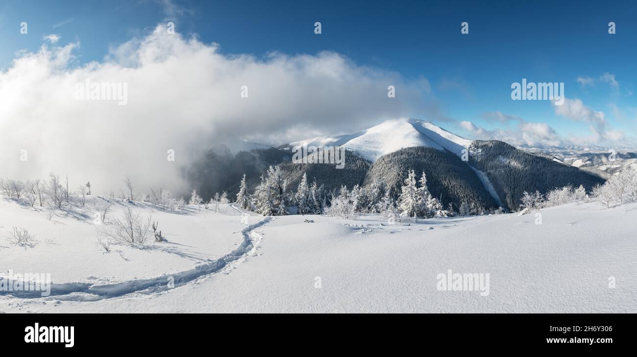 Fantastic winter landscape panorama with snowy trees and snowy peaks ...