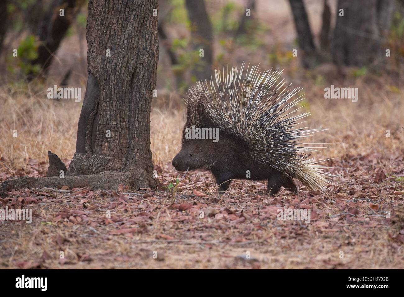 Porcupine in the nature habitat. Indian porcupine in the dayilight ...