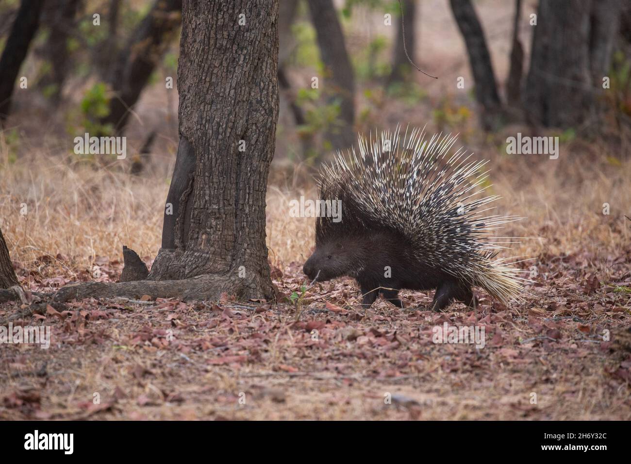 Porcupine in the nature habitat. Indian porcupine in the dayilight ...