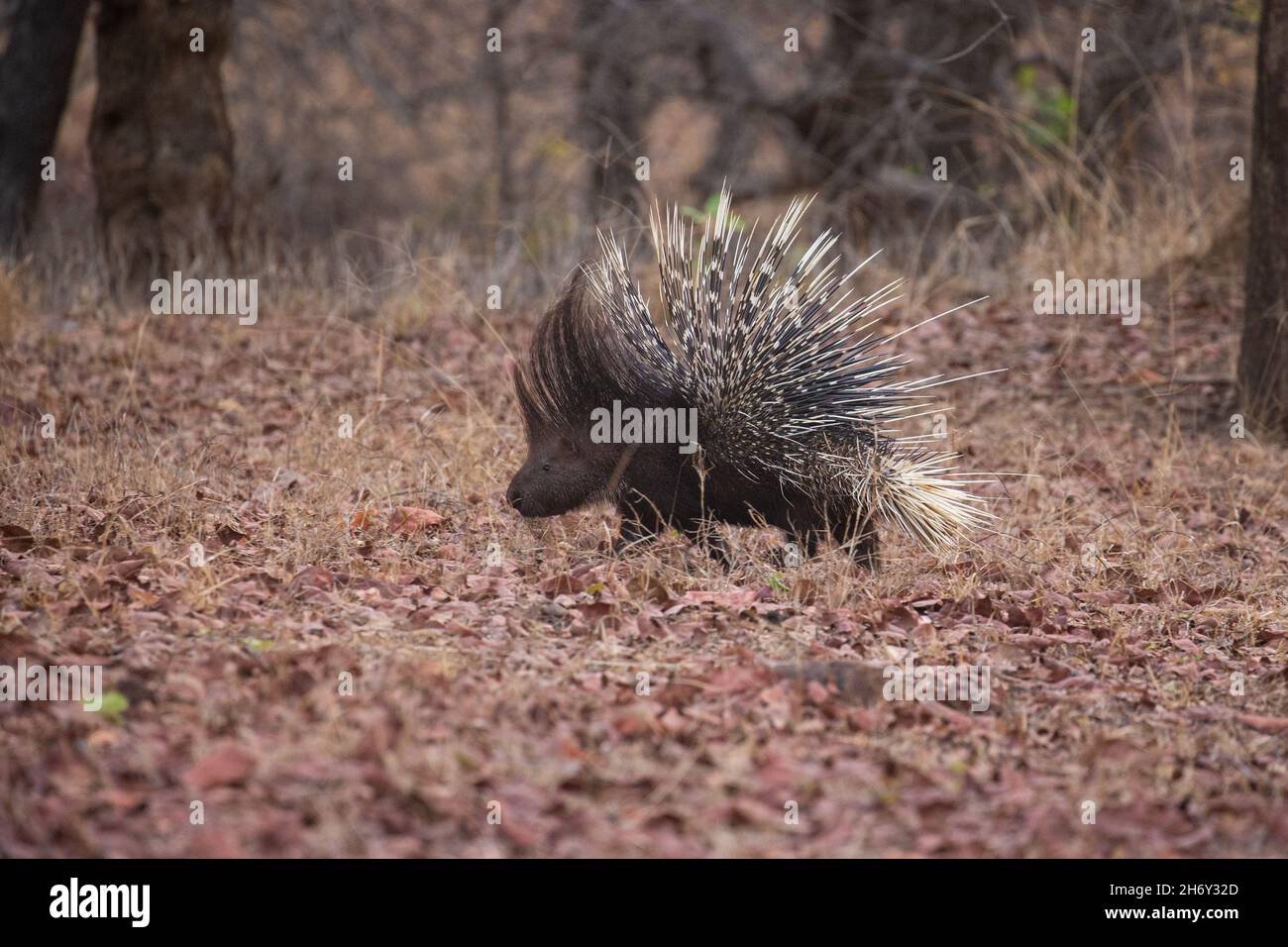 Porcupine in the nature habitat. Indian porcupine in the dayilight ...