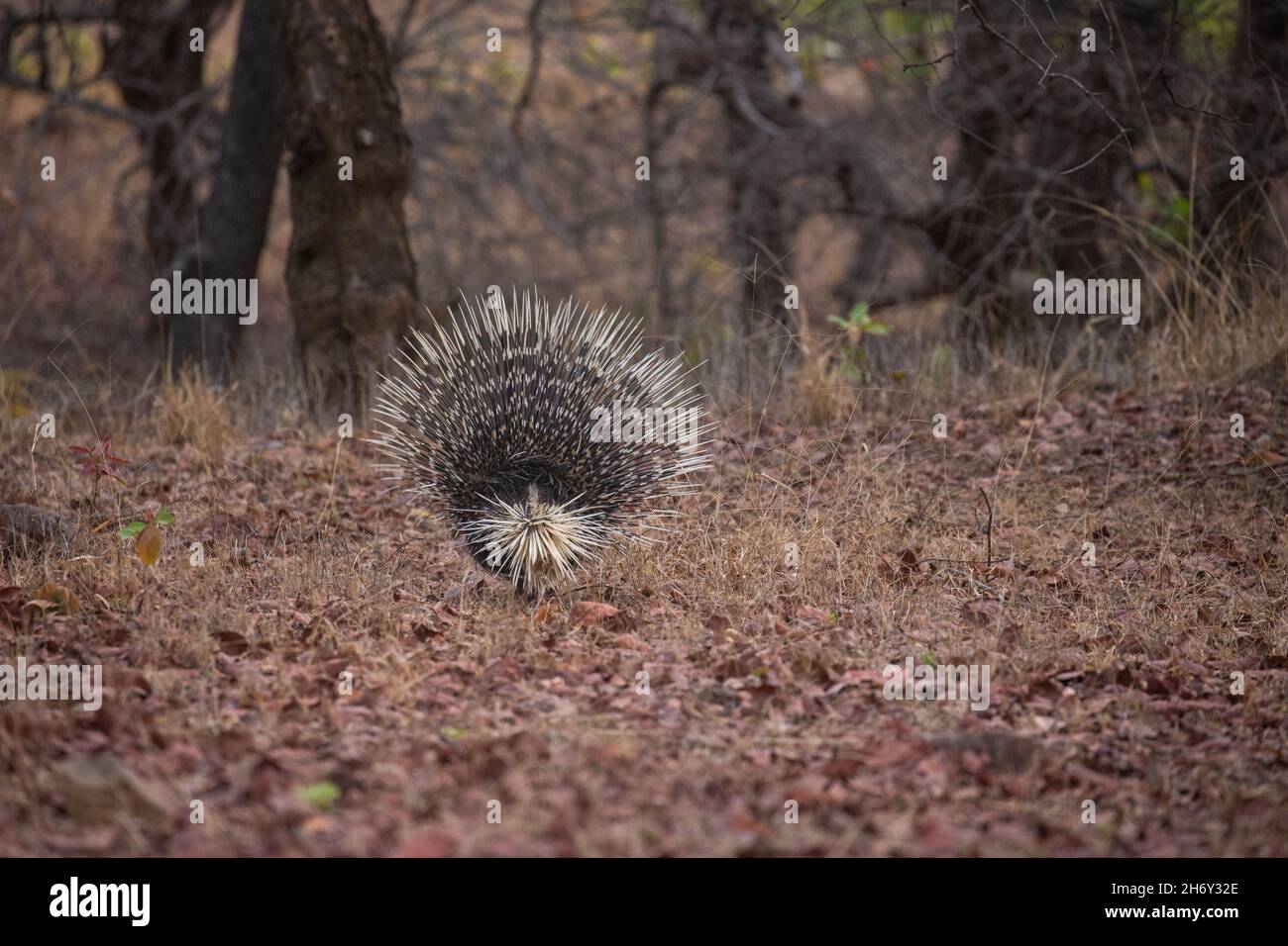 Porcupine in the nature habitat. Indian porcupine in the dayilight ...