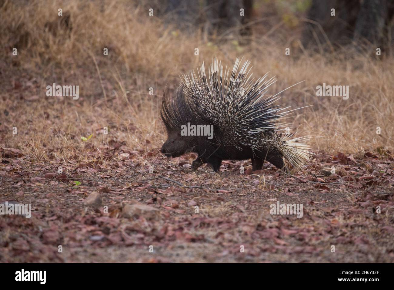 Porcupine in the nature habitat. Indian porcupine in the dayilight ...