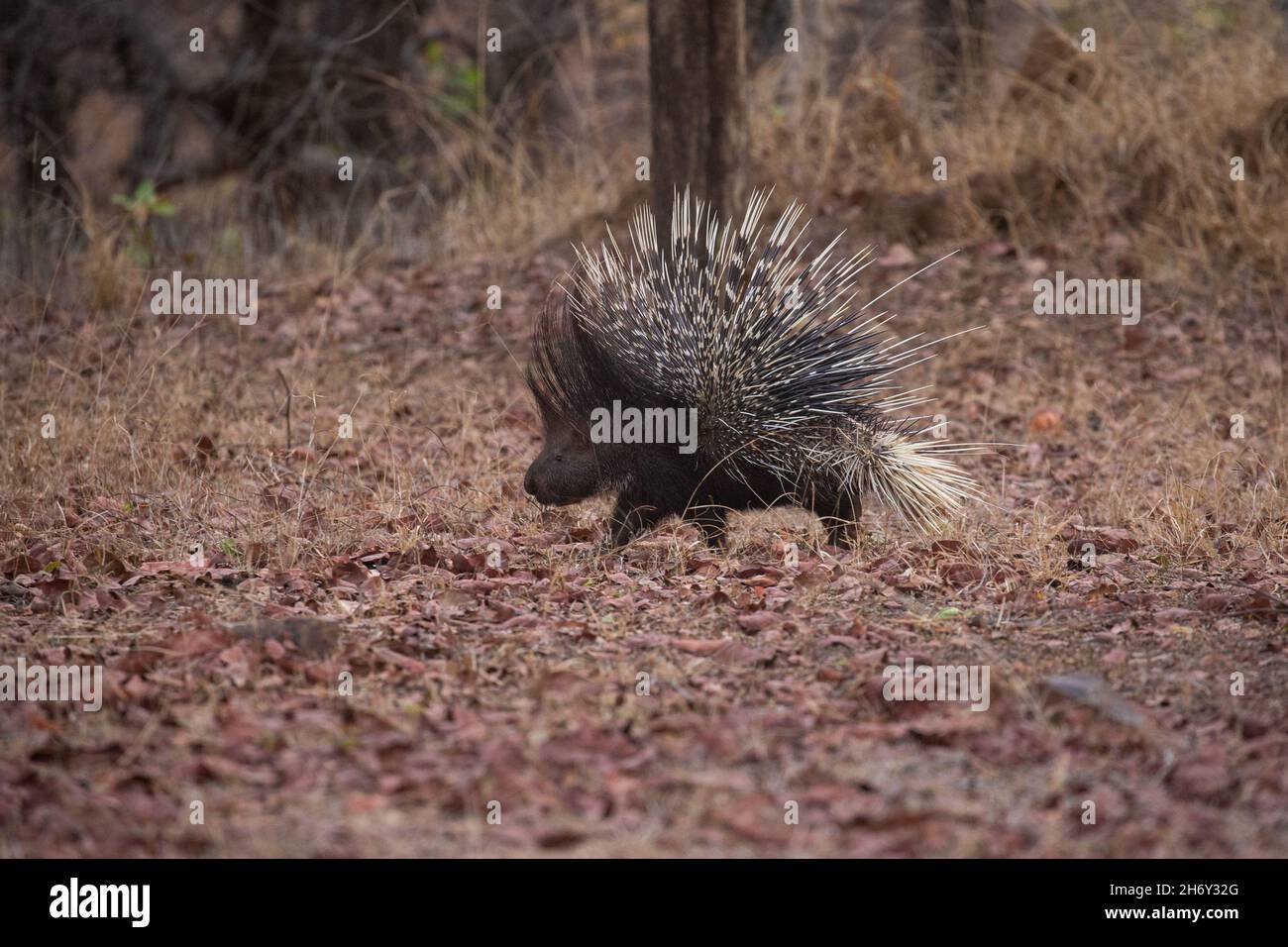 Porcupine in the nature habitat. Indian porcupine in the dayilight ...