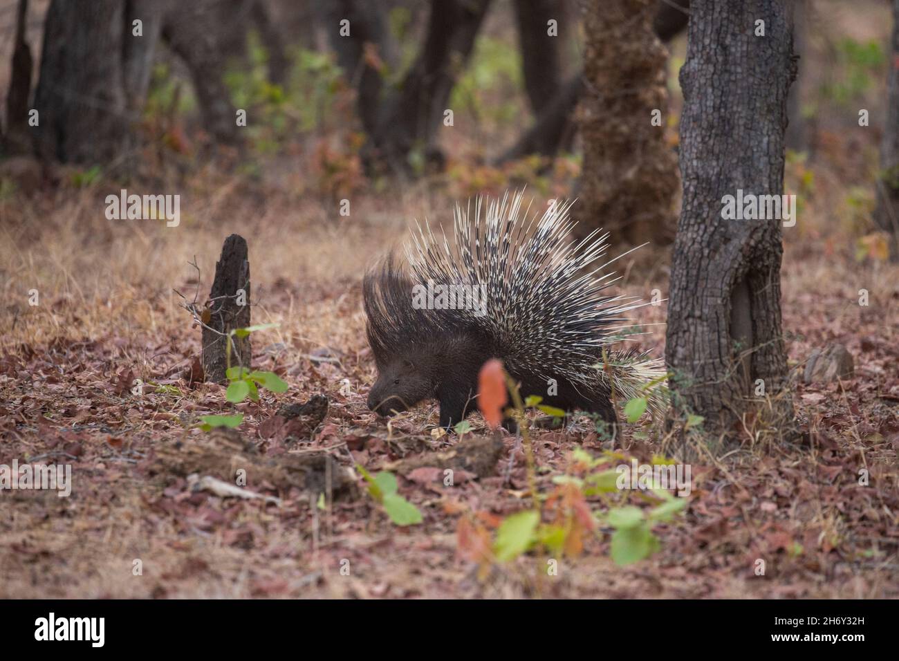 Porcupine in the nature habitat. Indian porcupine in the dayilight ...
