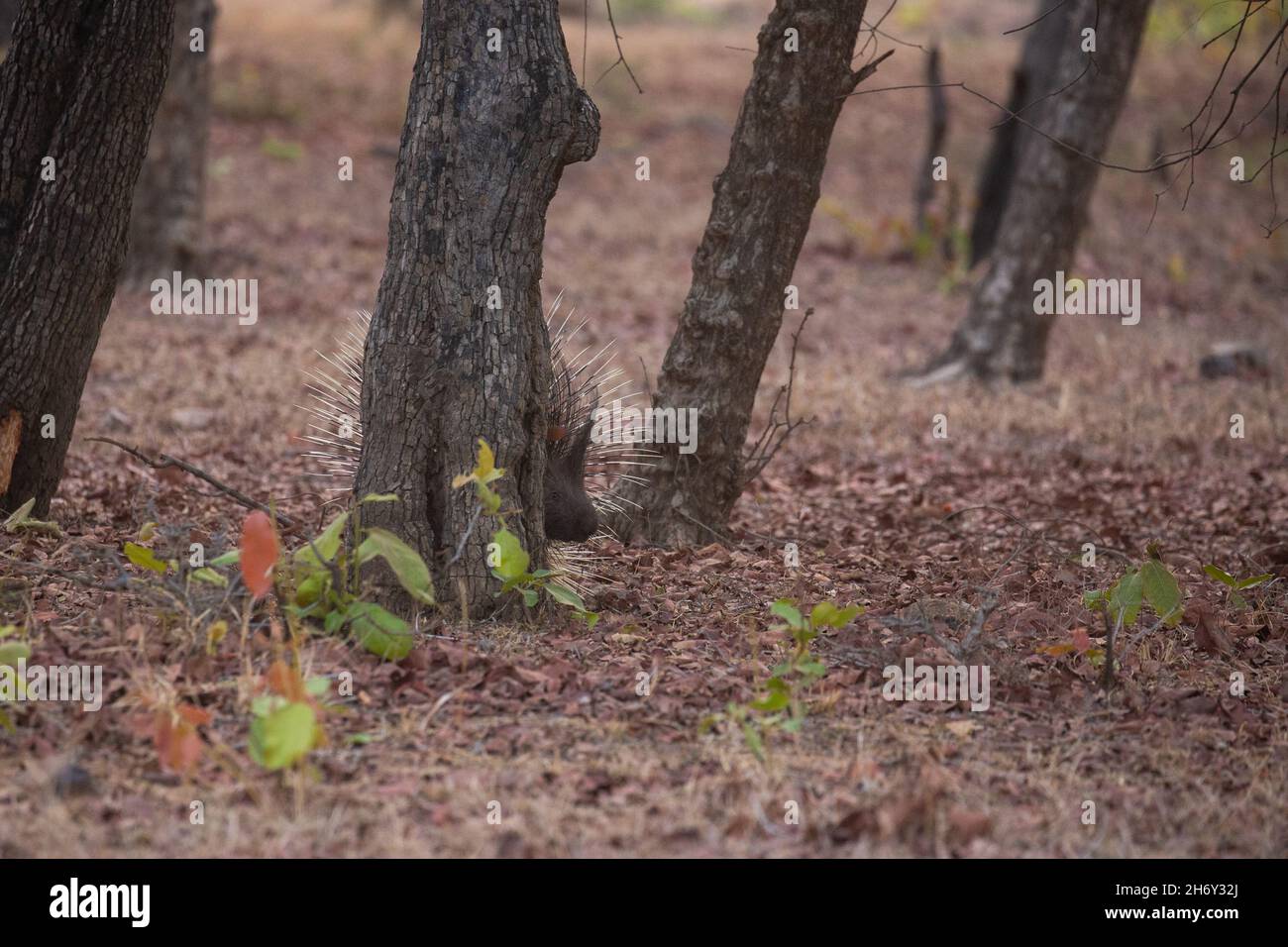Porcupine in the nature habitat. Indian porcupine in the dayilight ...