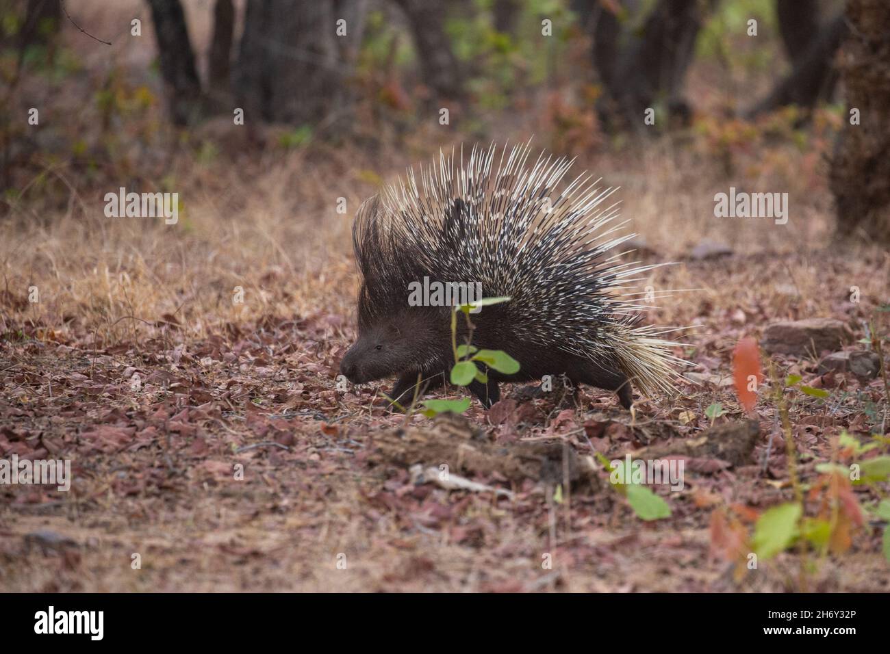 Porcupine in the nature habitat. Indian porcupine in the dayilight ...