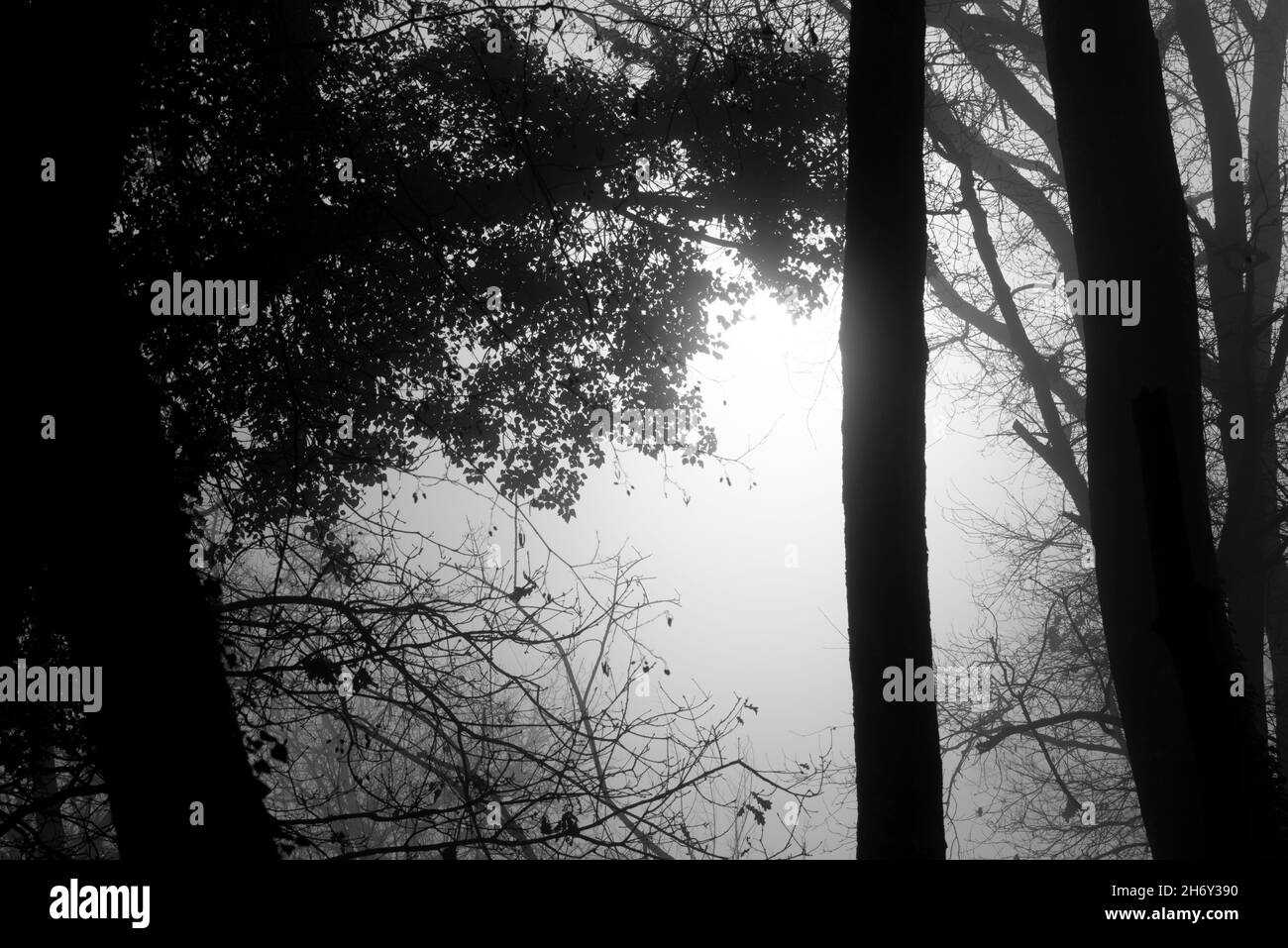 Gloomy scene taken in a wood on a foggy morning, the sun cannot ...
