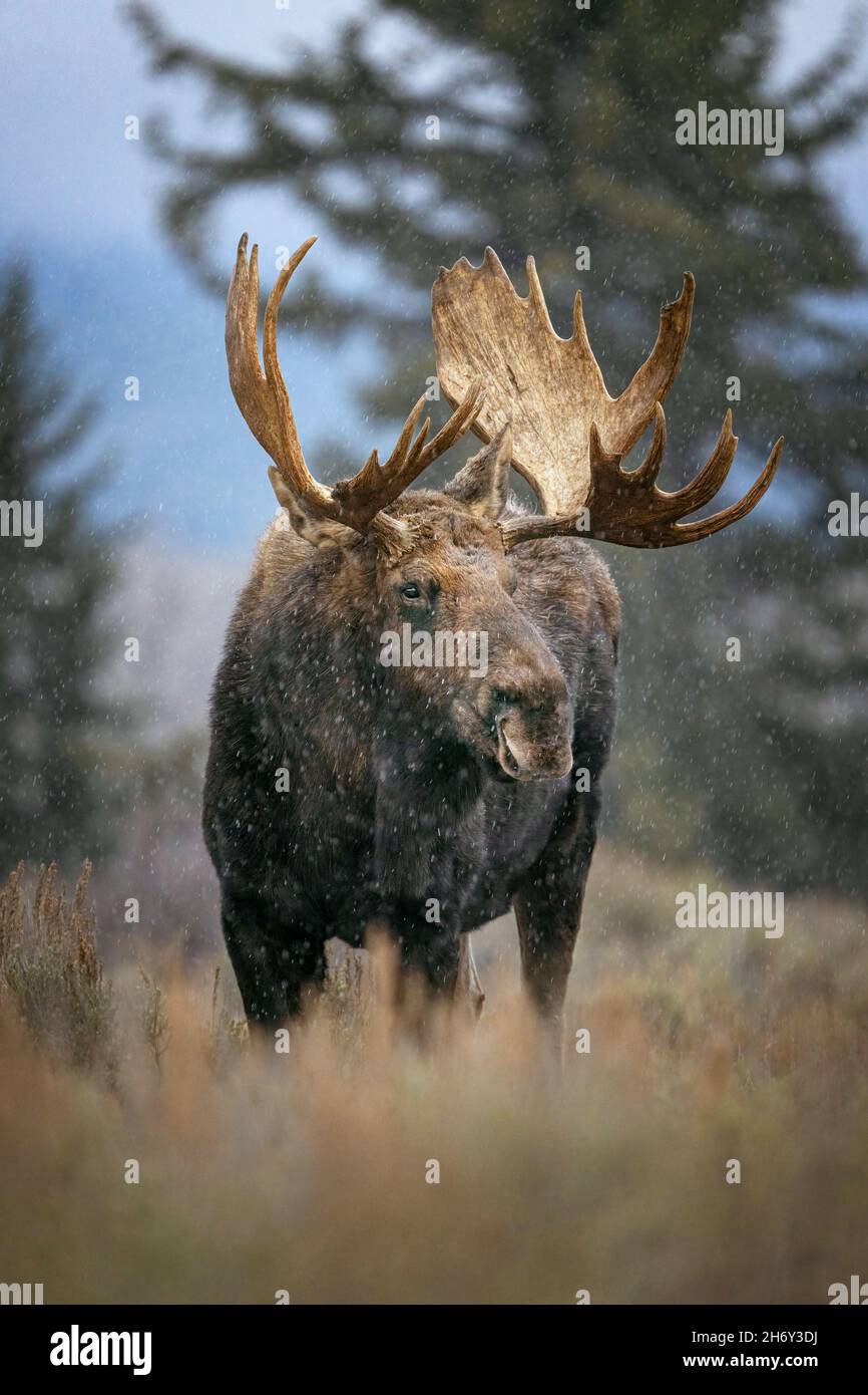 Shiras moose hi-res stock photography and images - Alamy