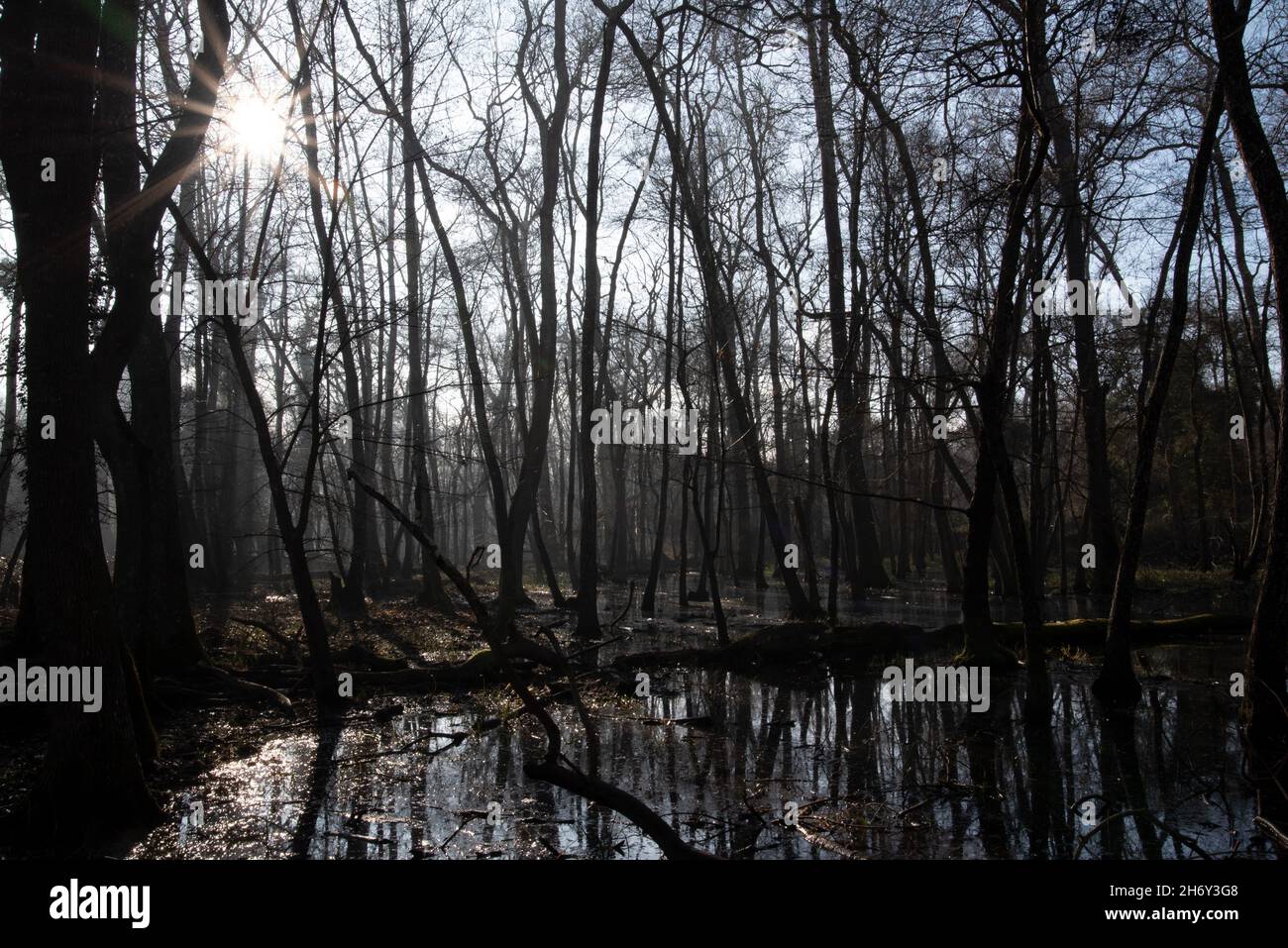 Gloomy scene shot in a swampy forest. Moody filmic Stock Photo - Alamy