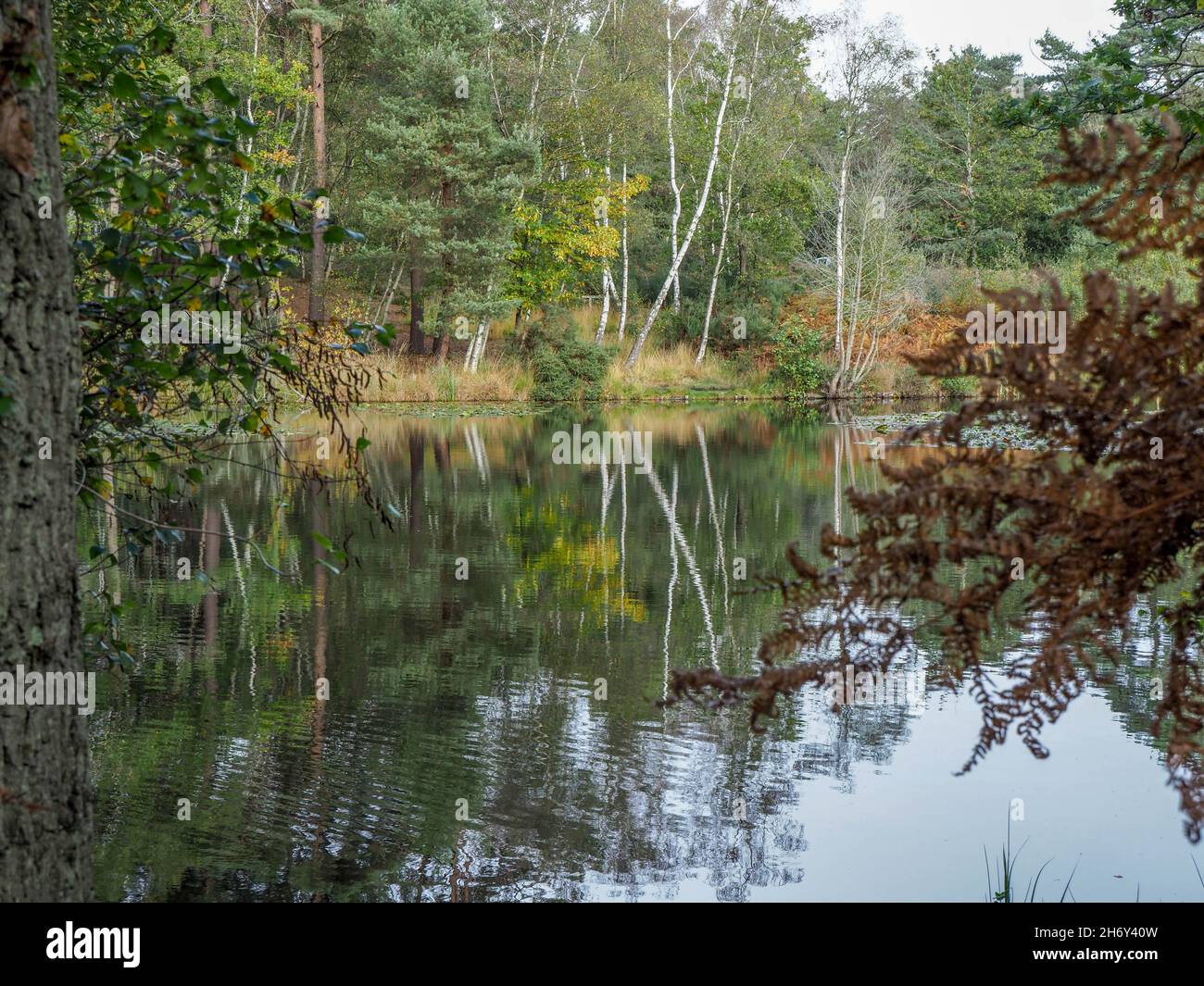 Chobham surrey hi-res stock photography and images - Alamy