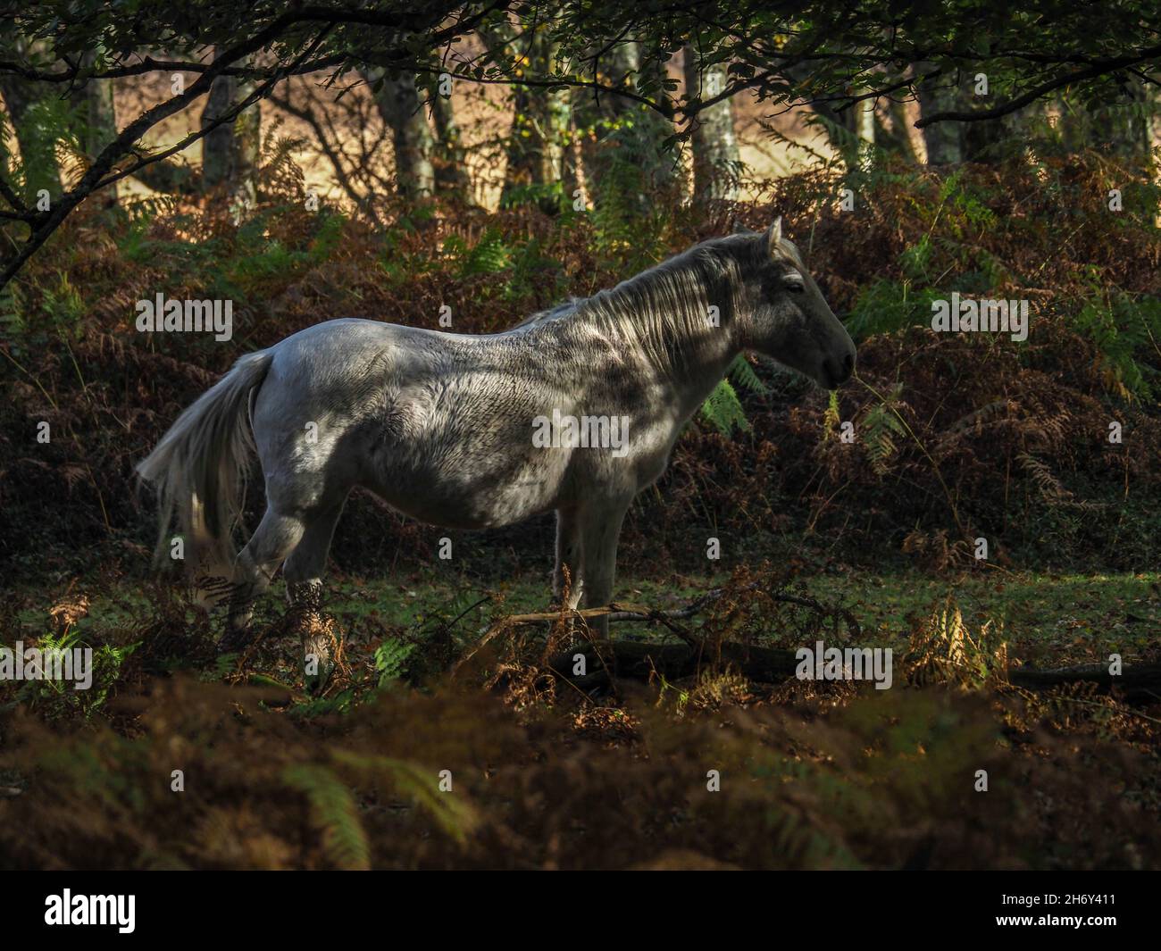 New forest pony in dappled light hi-res stock photography and images ...